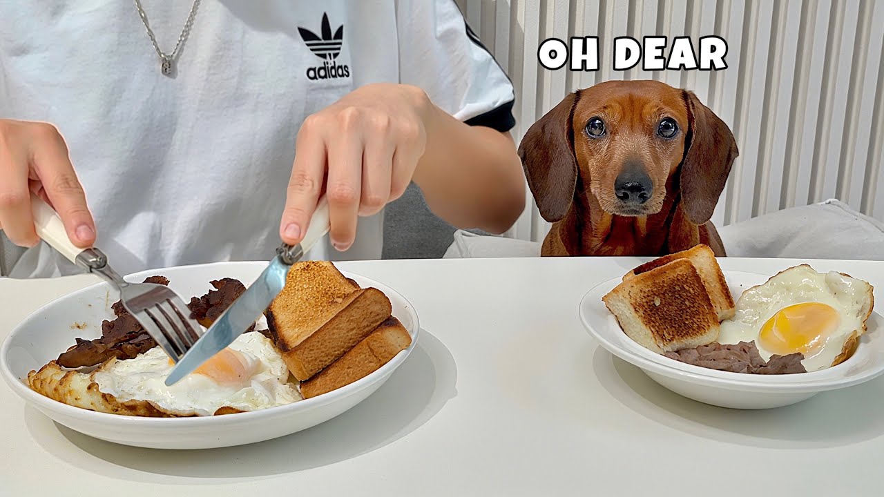 Dachshund waiting for breakfast with its owner
