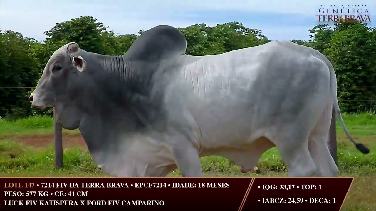 LOTE 147   EPCF 7214