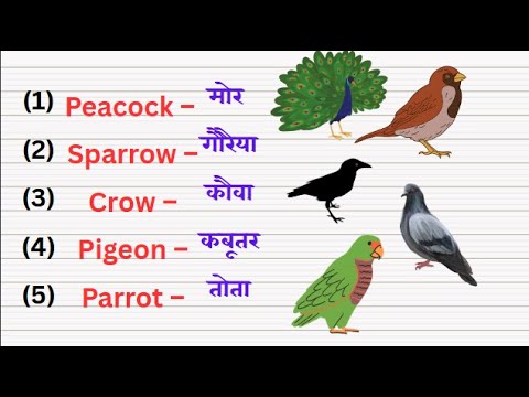 पक्षियों के नाम | Birds Name in English and Hindi | Birds Name in English #shorts #birdsname #birds