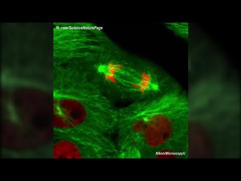 Actual Footage of Cell Division (Kidney Cells)