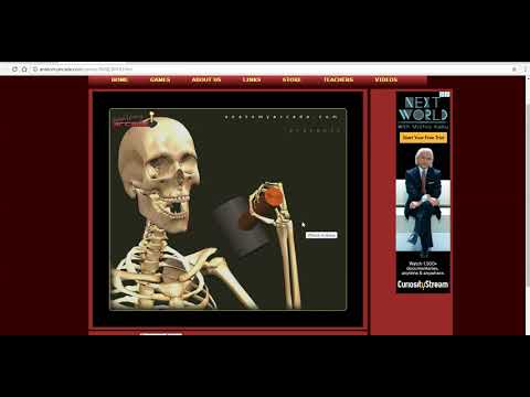 Video about Appendicular Skeleton