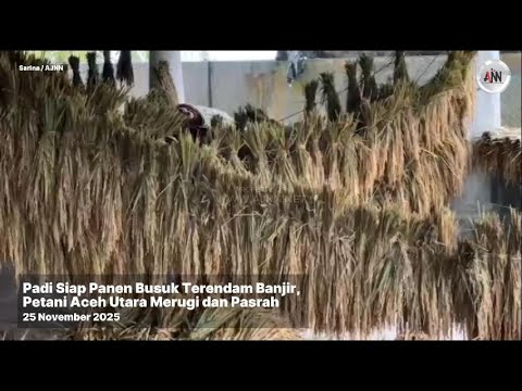 Padi Siap Panen Busuk Terendam Banjir, Petani Aceh Utara Merugi dan Pasrah