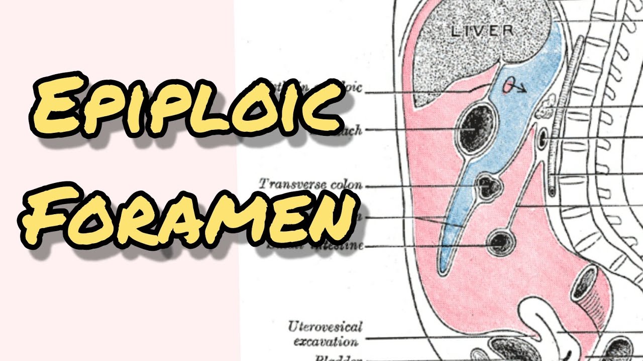 Epiploic foramen / Foramen of winslow