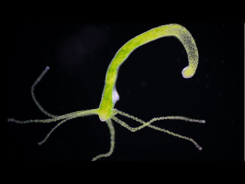 Is the Hydra really gone? - Plants, Algae, and Fertilizers - C.A.R.E.