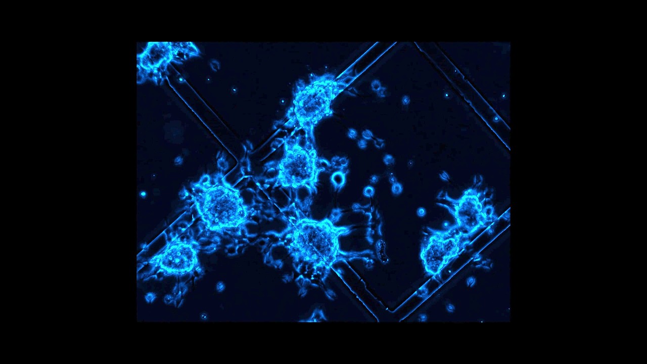 Why Basic Science Matters