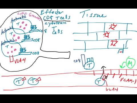 Cytotoxic T cell effector function