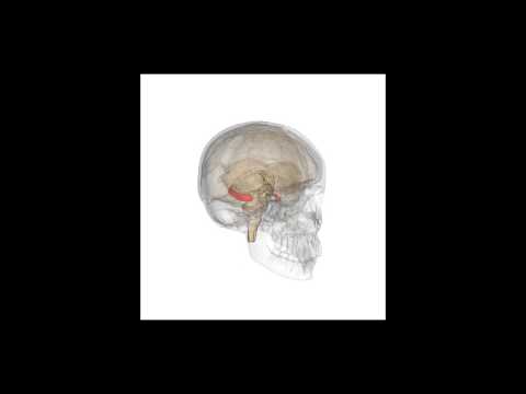 The Hippocampus