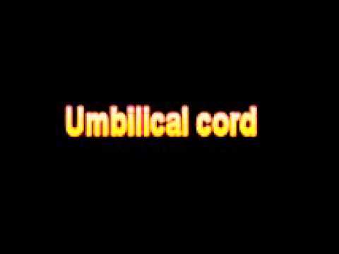 What Is The Definition Of Umbilical cord Medical School Terminology Dictionary