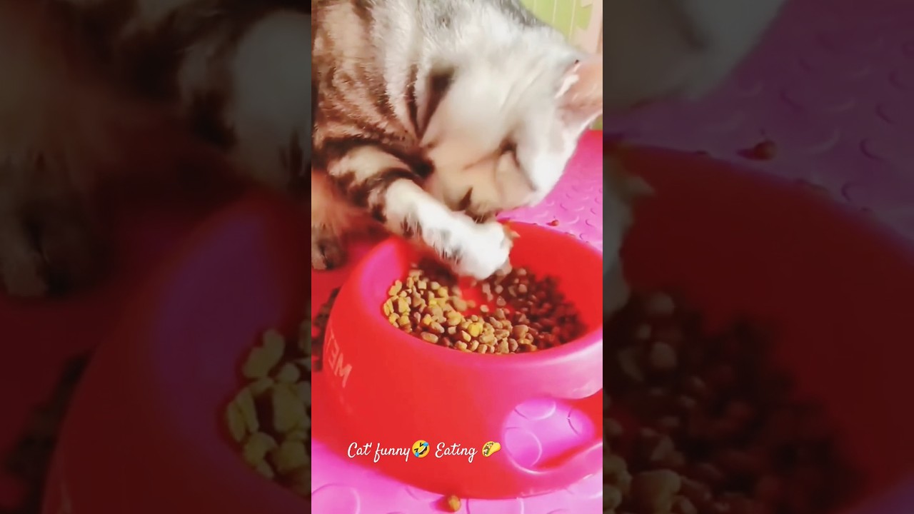 CAT EATING CAT FOOD GIFS TENOR #funny #eating #cat #josl #short..