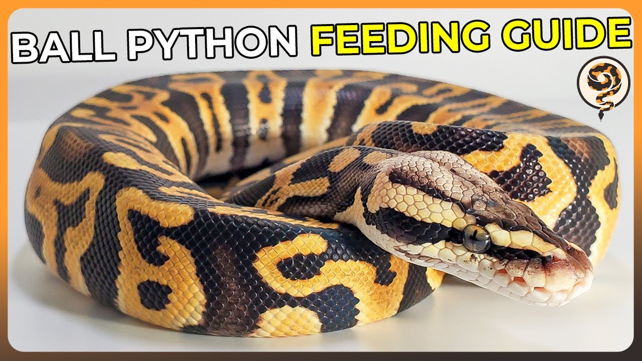 Here's our updated Ball Python Feeding Guide for 2025!