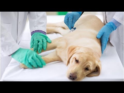Pet Dog with Plague Exposed More Than 100 Veterinary Workers to the Disease | BuzzFresh News