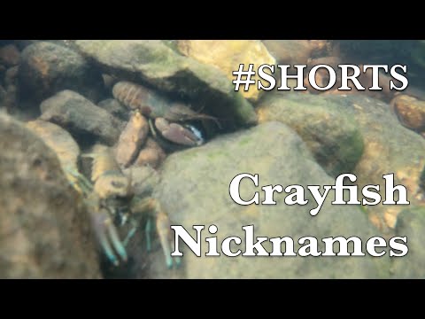 Do you know all the Crayfish nicknames? #shorts