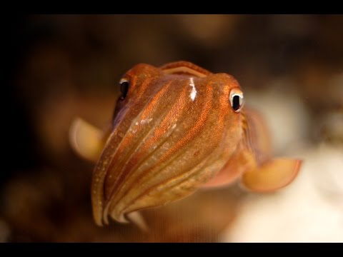 What is the common name for a cuttlefish?