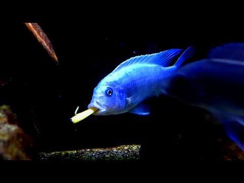 Top 5 Best Fish Food For Tropical Fish