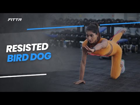 How To Do resisted bird dog | Exercise Video