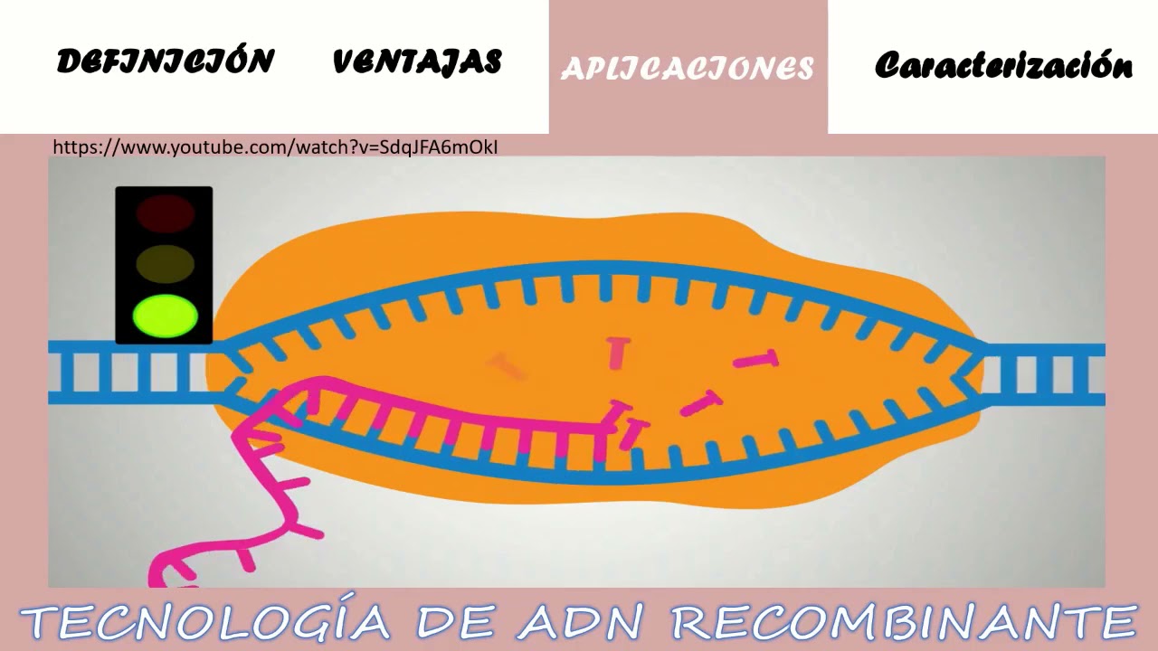 Plásmidos: Aplicaciones, caracterización y extracción