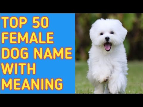 TOP 50 Most Popular Female Dog Names With Meaning / Reine O