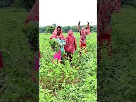See Why Weeding Is Necessary #shorts