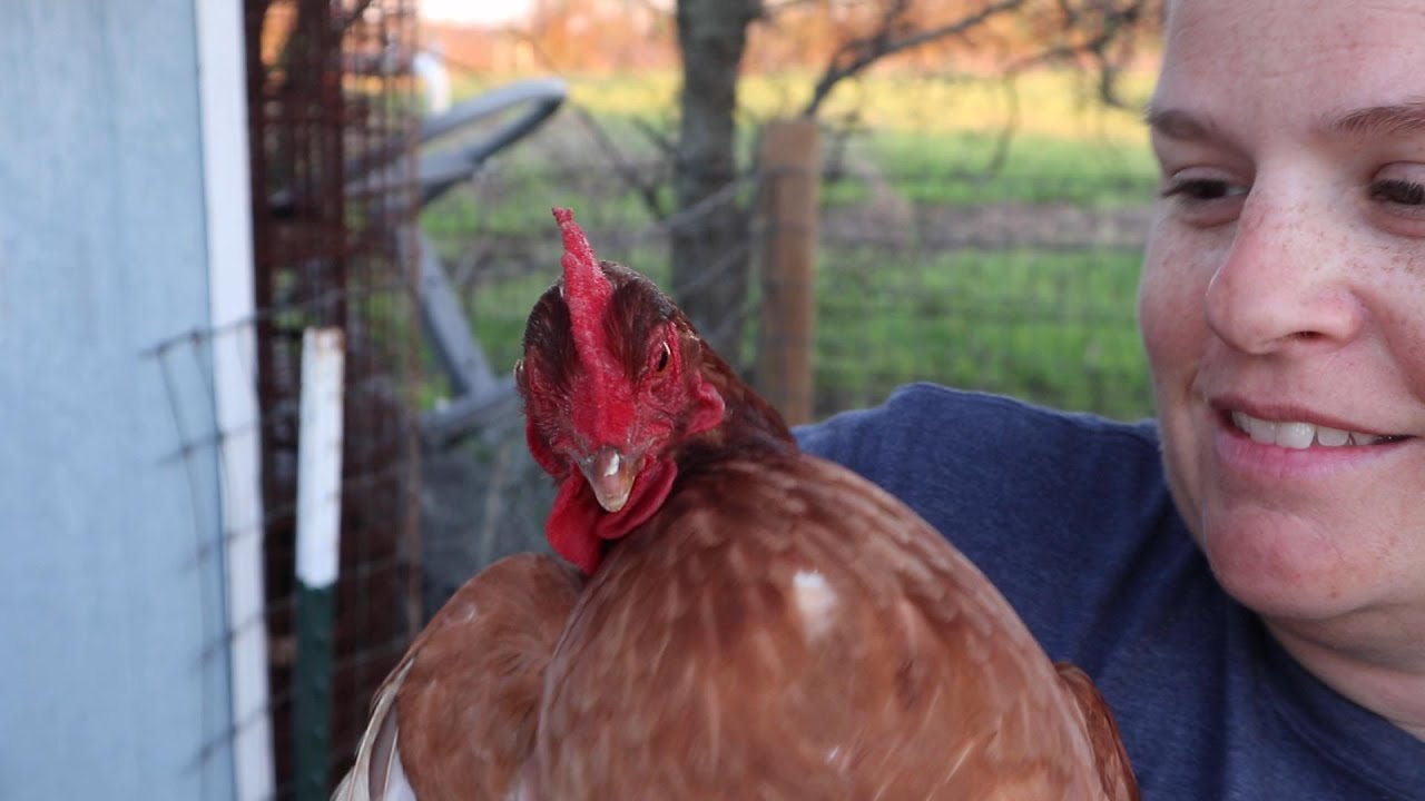 Watch This Before Buying Chickens!! -10 Helpful Tips For New Chicken Owners - Backyard Chickens