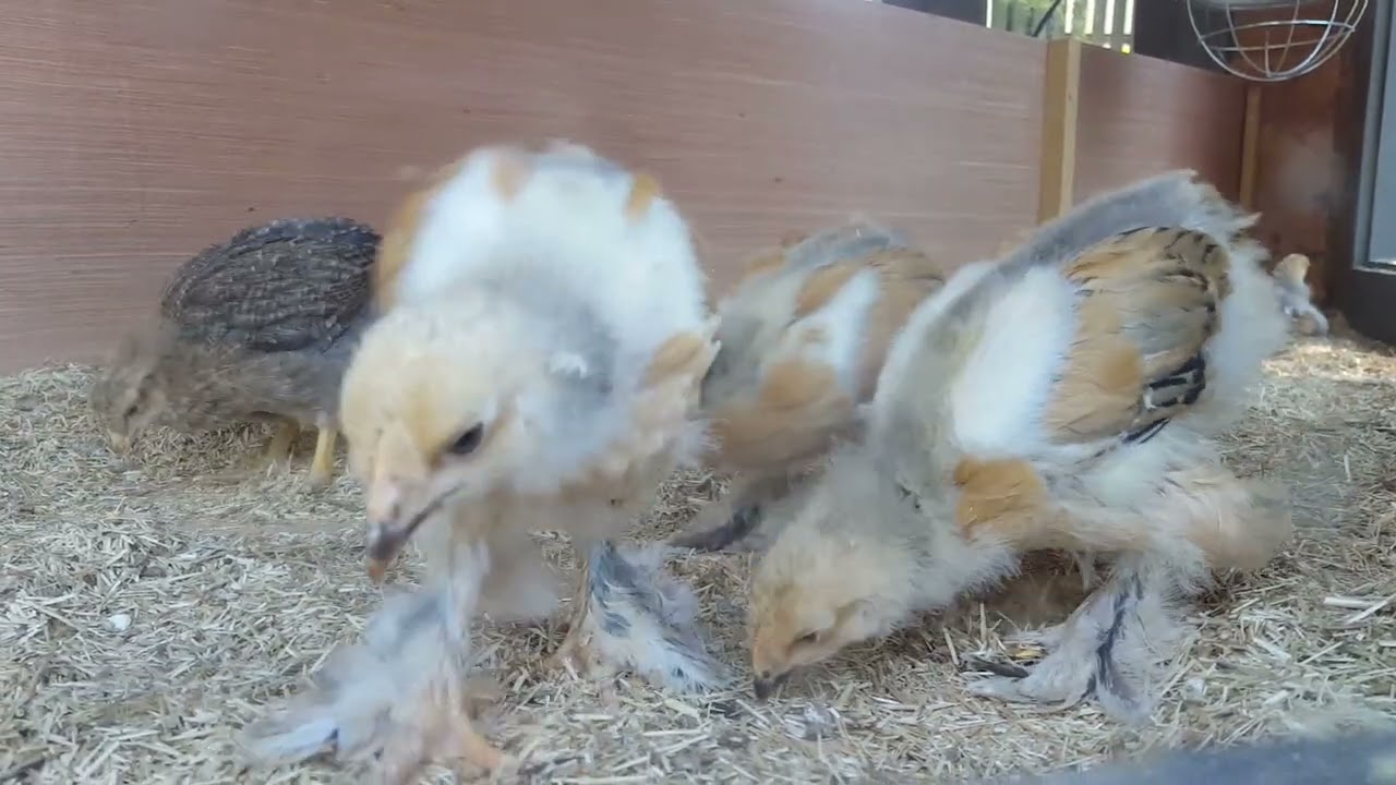 Bantam chicken;chick: Barbu d'Anvers 1/2