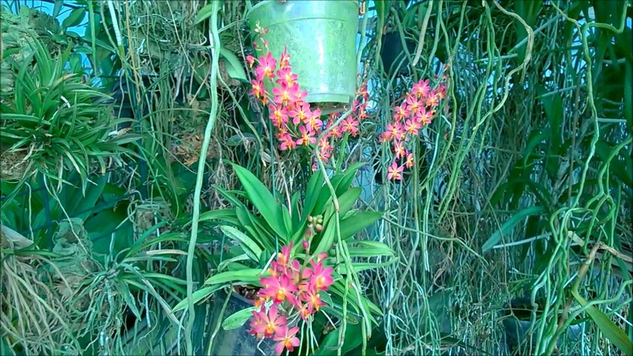 A jungle of Vanda's roots! By Giulio Celandroni orchidee