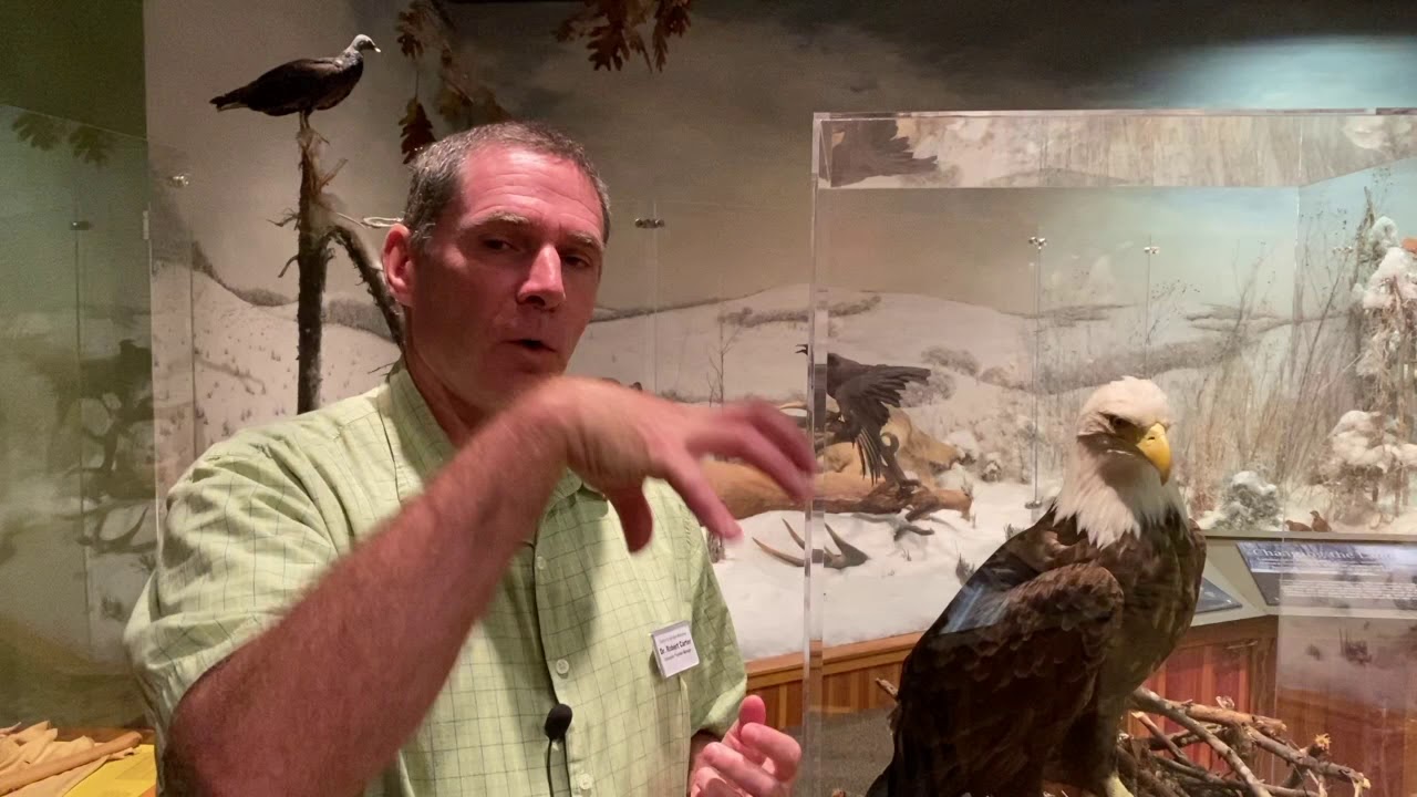 Creature Feature: Vultures