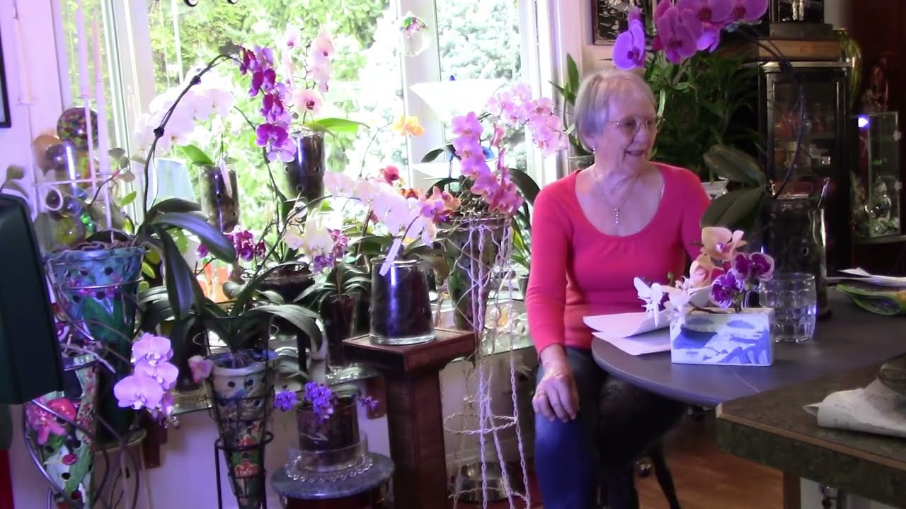 New Study on Phalaenopsis Orchid Roots Information