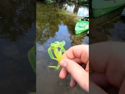 what is the name of the lure???