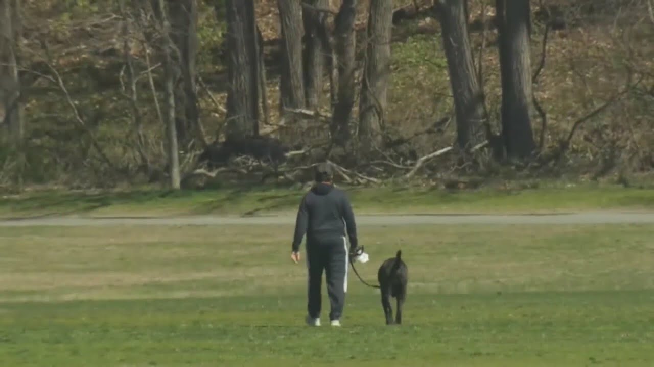 Report: Colorado dogs among most spoiled in US