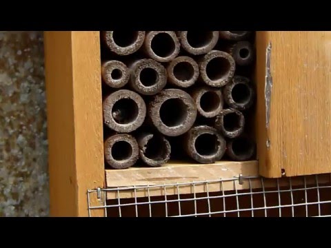 Bijenhotel/bee hotel