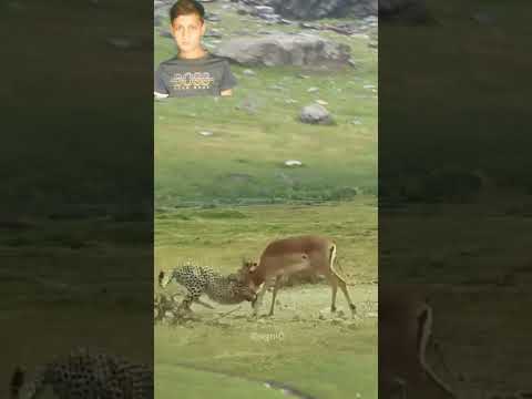 Wild Brown Goats With White Tigers