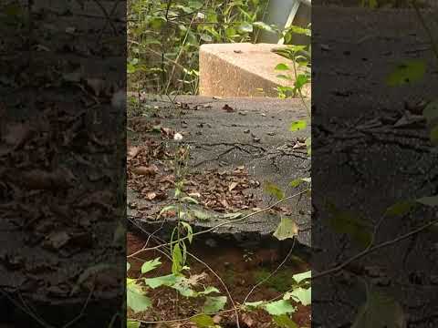Man drove off collapsed bridge, family suing Google #shorts #google #googlemaps