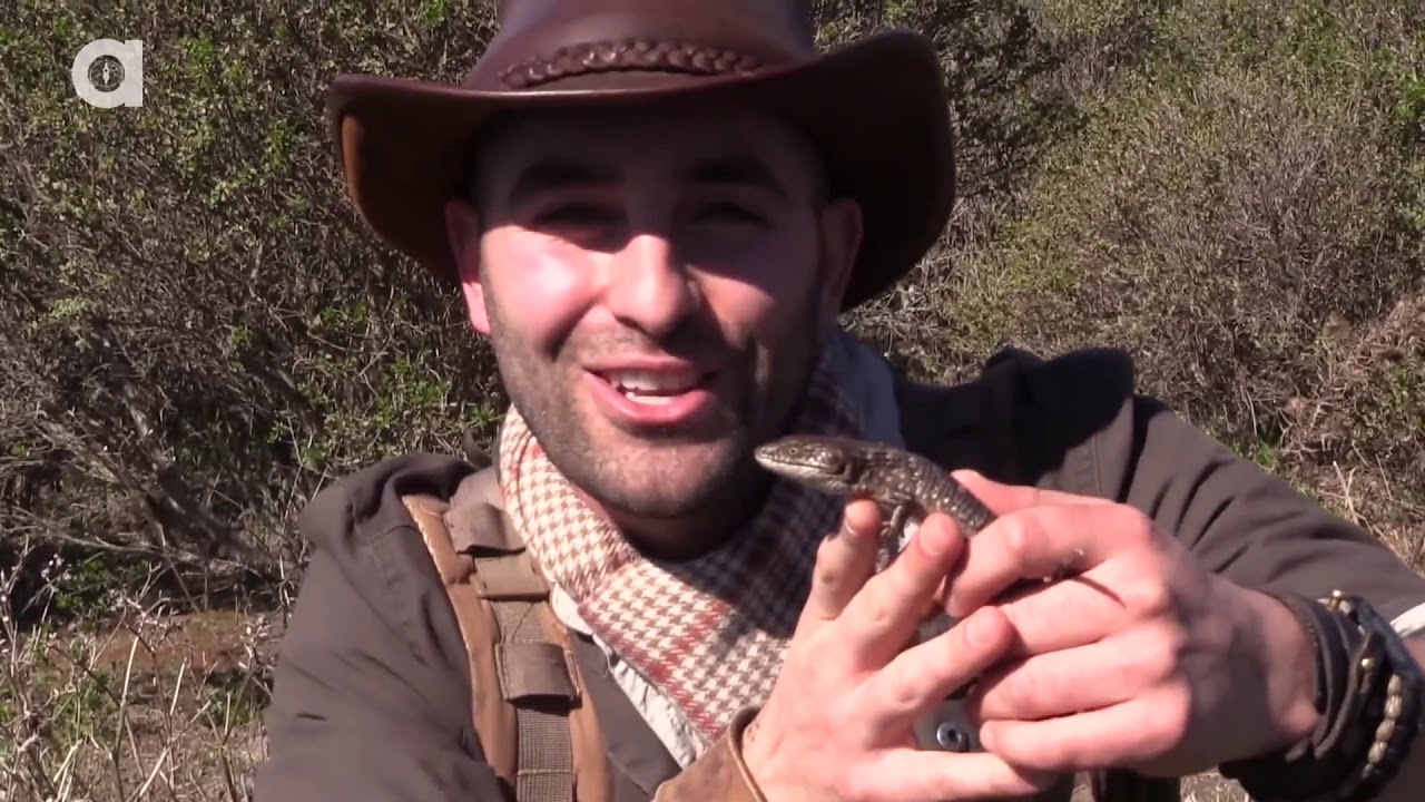 Bitten by an Alligator   Lizard! Trim