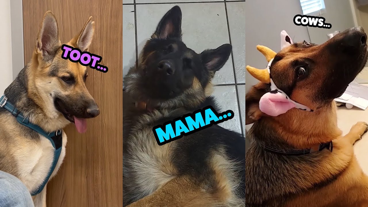 Best Of The GERMAN German Shepherd! #germanshepherd #dogs #pets #shorts