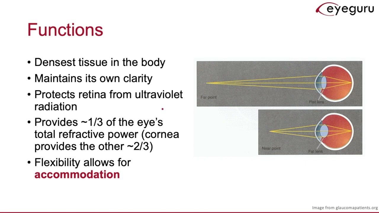 1.1 -  Anatomy of the Lens