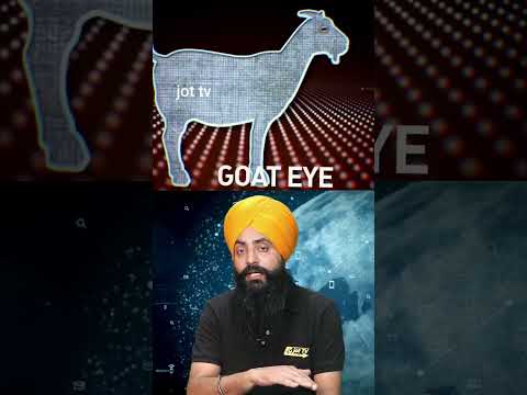 Amazing Facts About Goats You Never Knew #goatfacts #goatlove #animalfacts