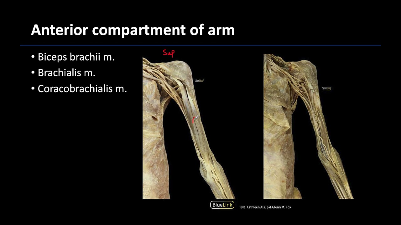Muscles of the Shoulder & Arm - Dissection Supplement