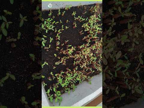 How to grow adenium from seeds | When to grow adenium seeds | plantinfo