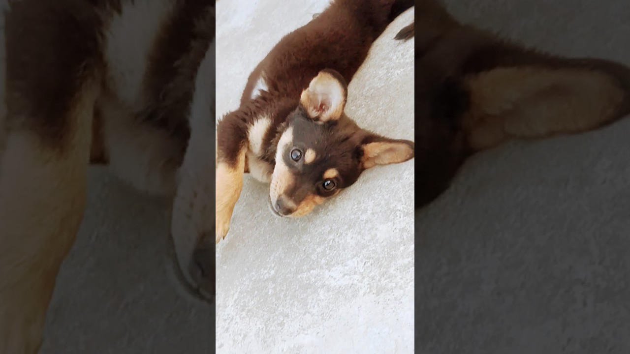 bum fat gya 😁🧨🧨#vlog #akrityvlog #pluto #puppy #shortvideo