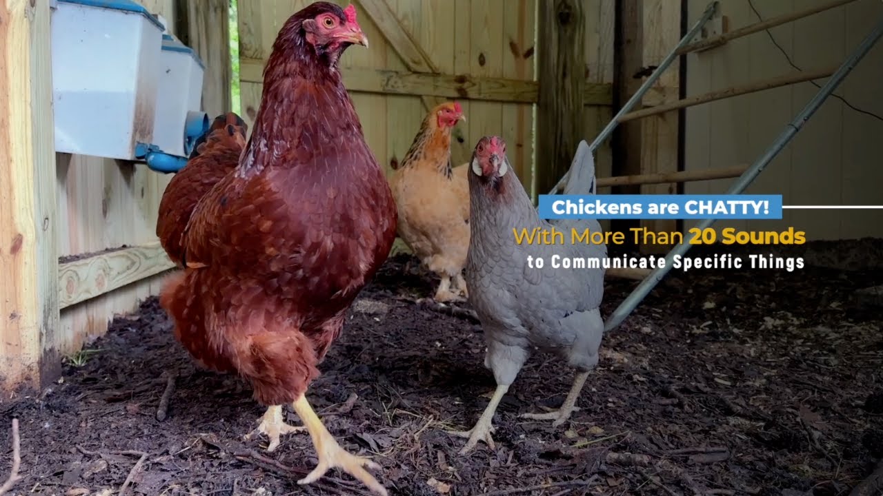 Five Chicken Sounds and What They Mean