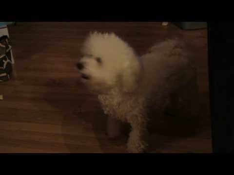 An Adorable Talking Bichon! [in High Definition]