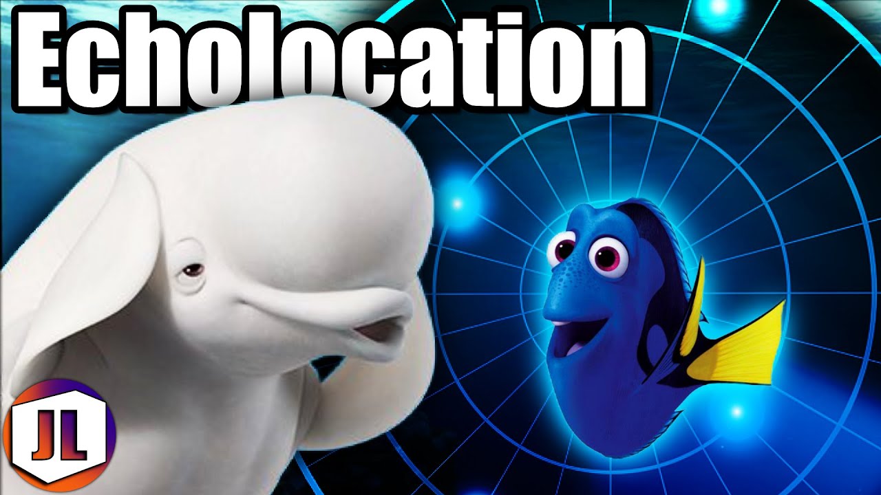 Echolocation in Action: How Bailey Finds Dory