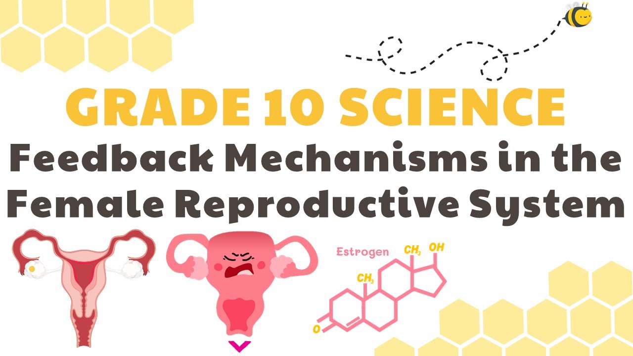 Understanding Feedback Mechanisms in the Female Reproductive System ...