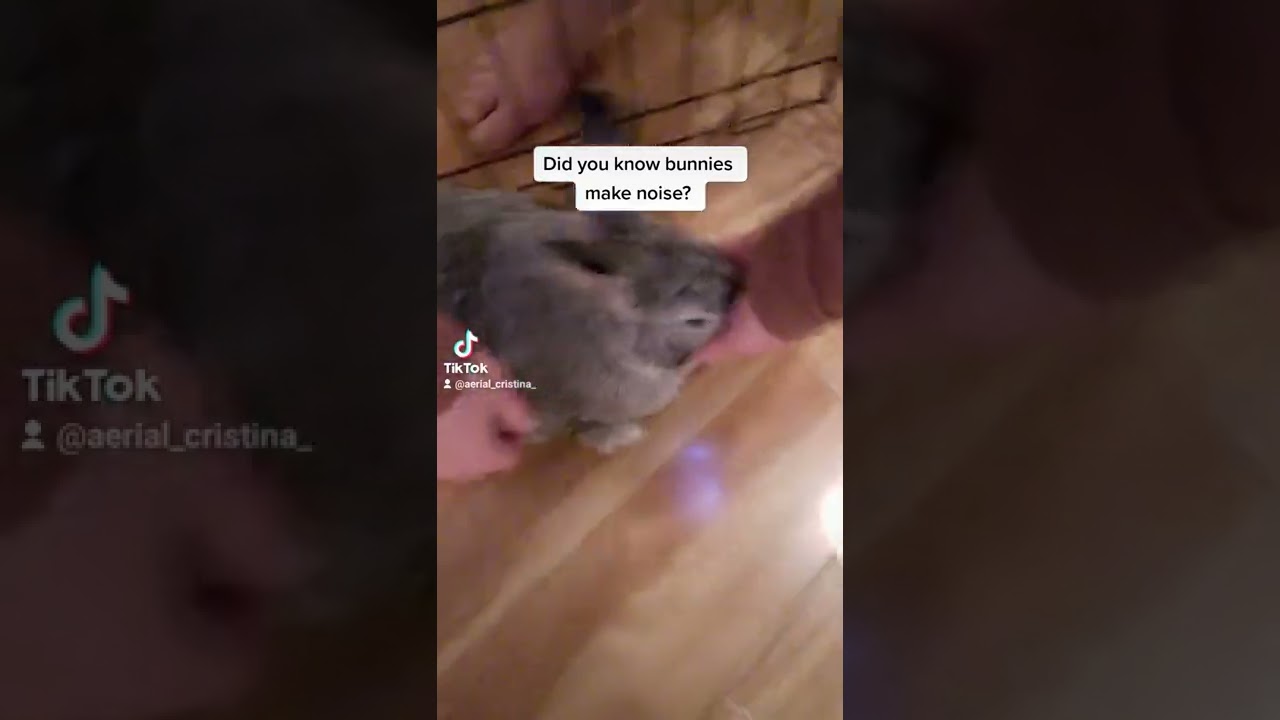 Bunny Noises