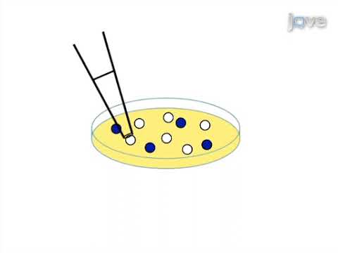 Optimized Analysis Of DNA Methylation & Gene Expression: Areas Of Brain l Protocol Preview
