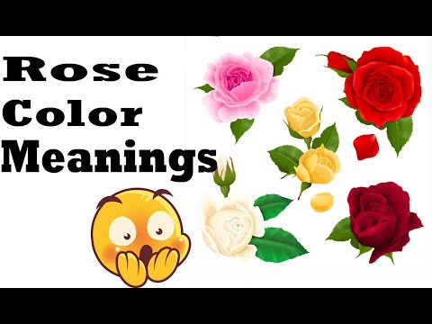Rose Colors Have Hidden Meanings | Discover the Symbolism Behind Each Shade