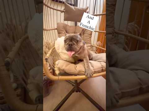 FRENCH BULLDOG AND A BUILD A BEAR FRENCHIE PRETTY LITTLE BABY IM SO IN LOVE WITH YOU #frenchies
