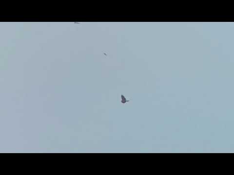 Lammergier / Bearded vulture / Gypaetus barbatus | Westenschouwen, Zeeland, NL | 2025-06-21