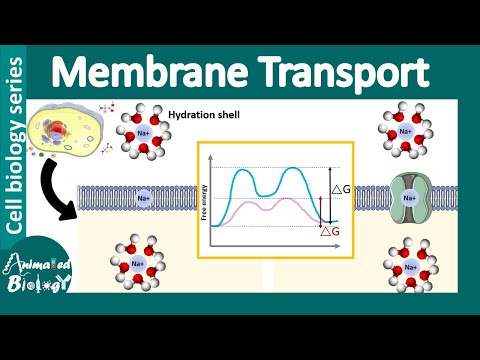 Membrane Transport | Active vs passive transport | Transport proteins overview