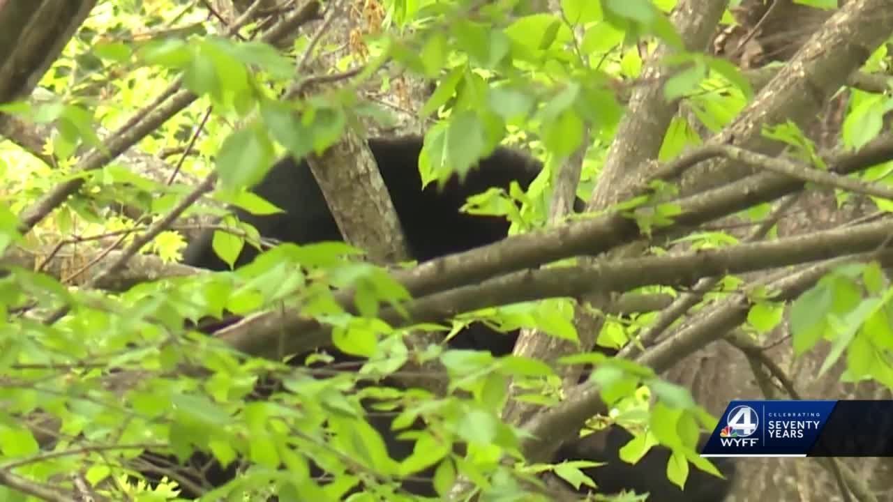 Bear climbs tree in front of Upstate church